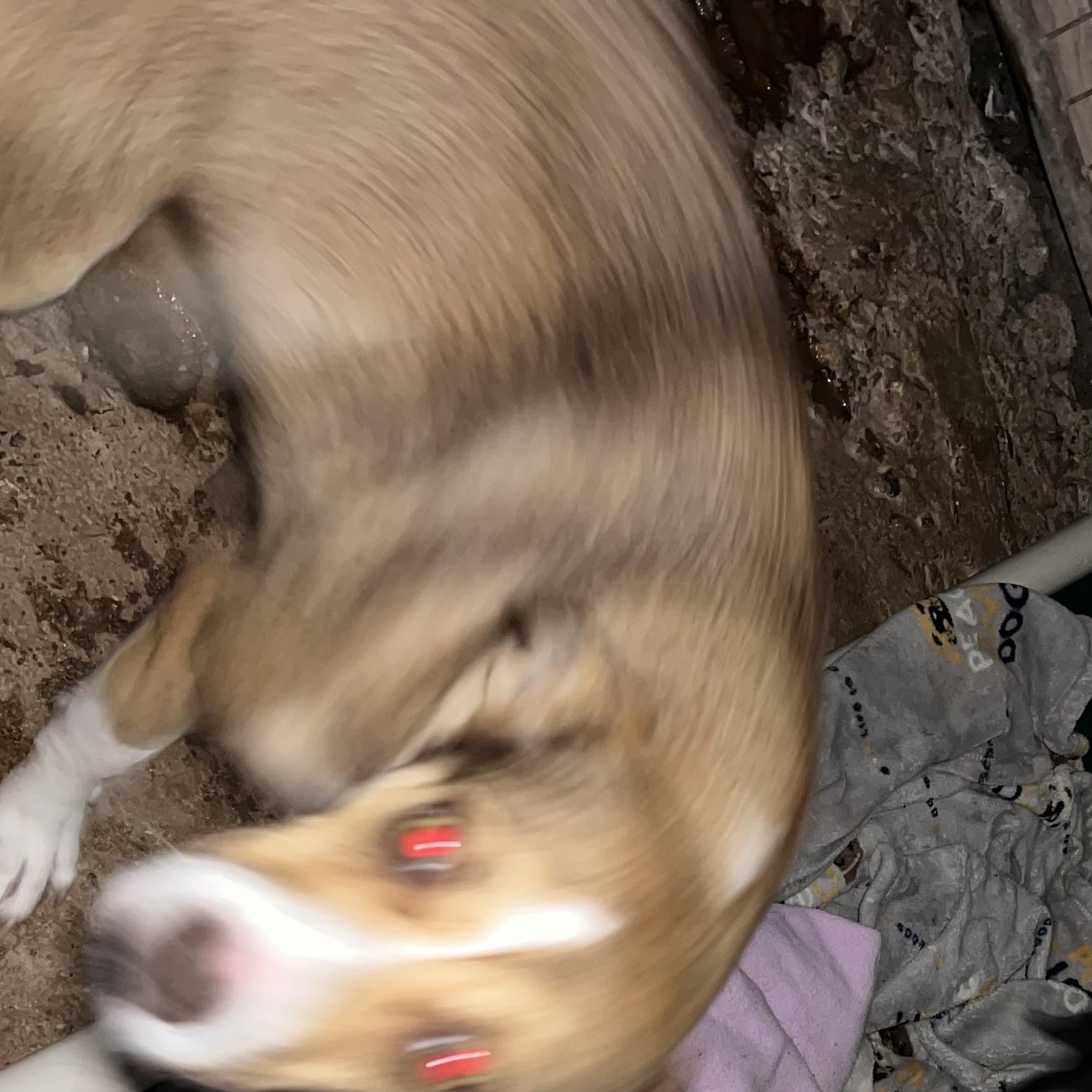 Adopt RIKKA Today - Find Paw Pal