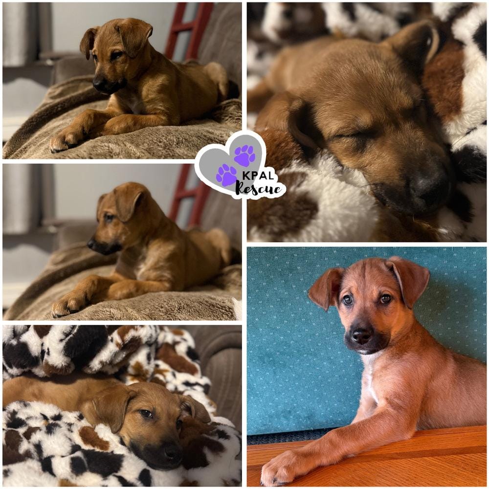 Adopt Danny - Partridge Family Today - Find Paw Pal