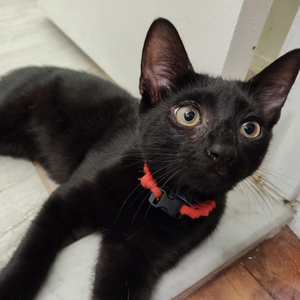 Adopt Ragnar Berkeley (Sapphire kitten) Today - Find Paw Pal