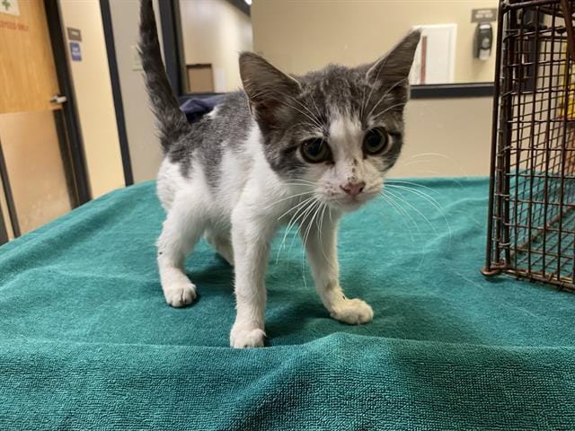 Adopt BONNIE Today - Find Paw Pal