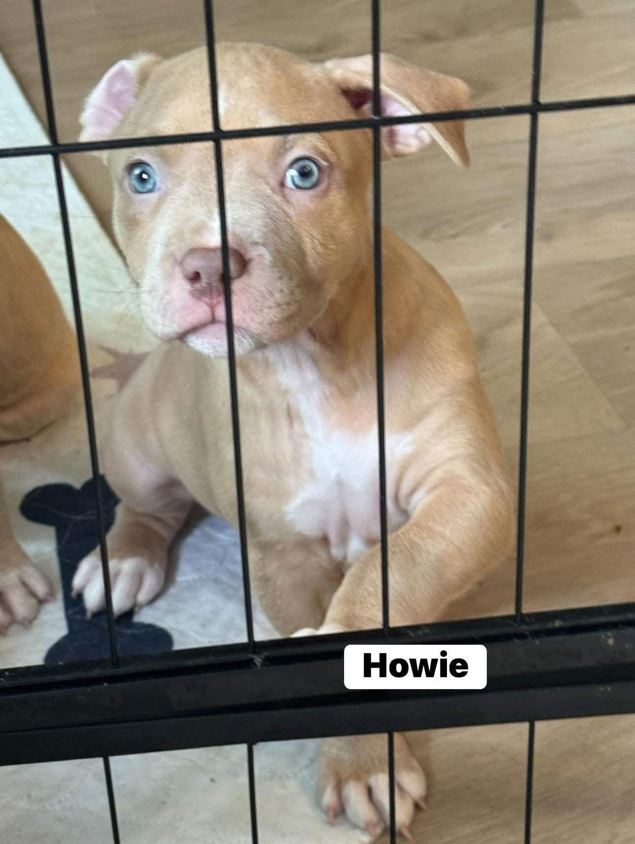 Adopt Howie Today - Find Paw Pal