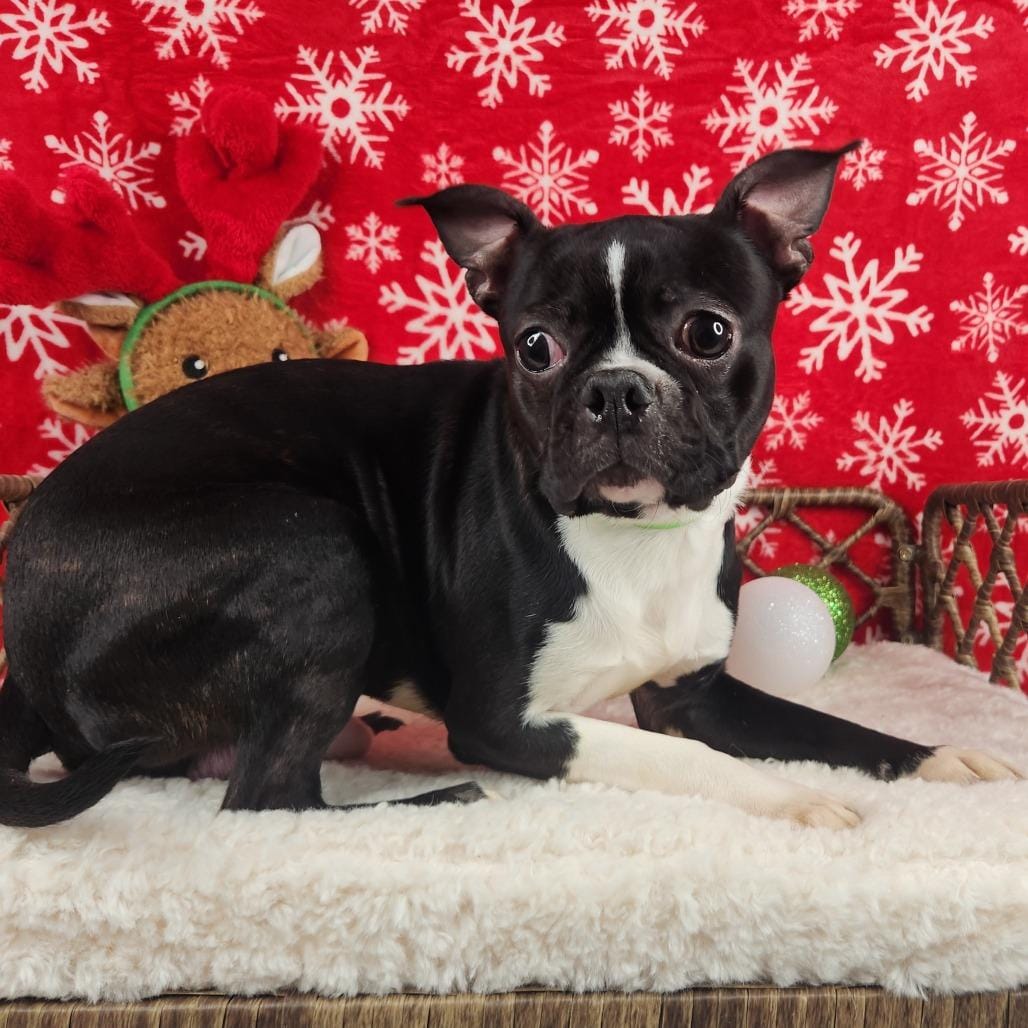 Adopt Bing Today - Find Paw Pal