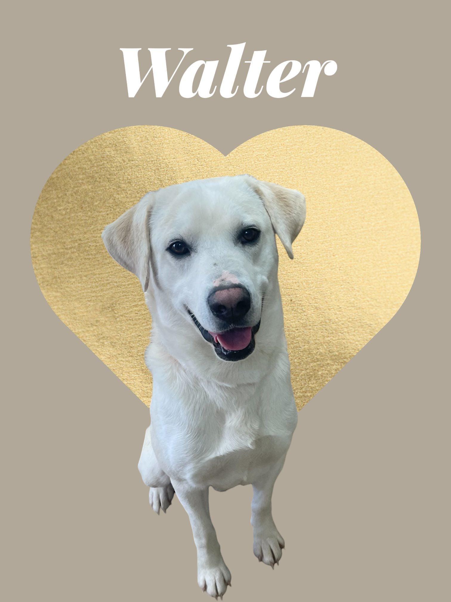 Adopt Walter Today - Find Paw Pal