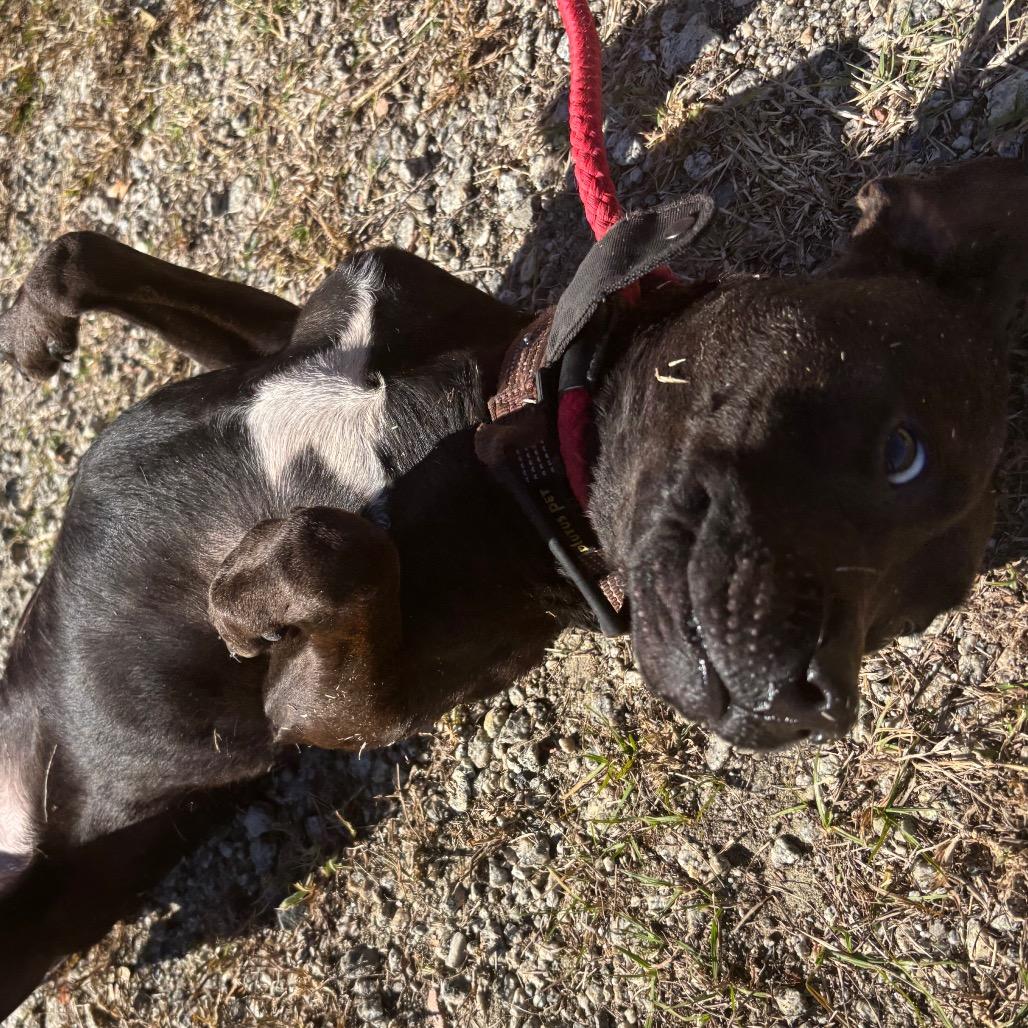 Adopt Extra Point Today - Find Paw Pal