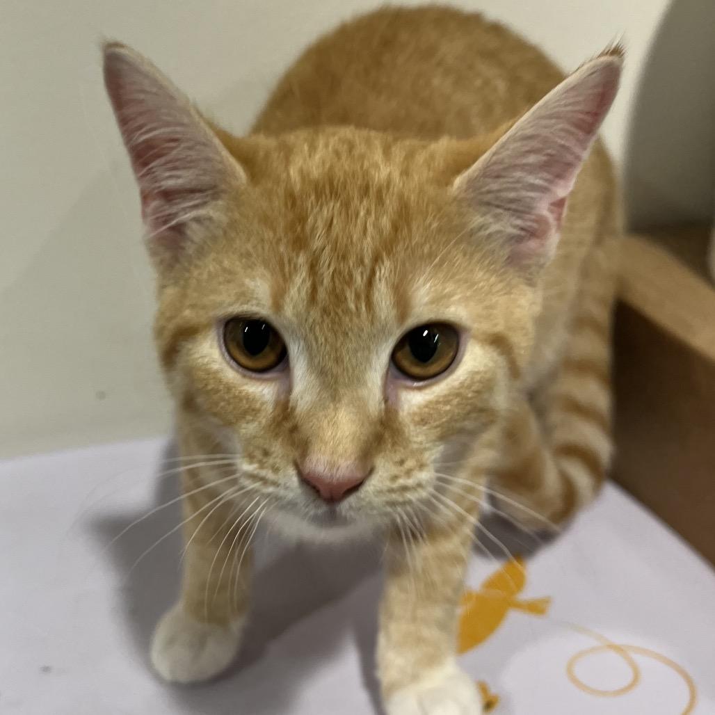 Adopt Bad Bunny Today - Find Paw Pal