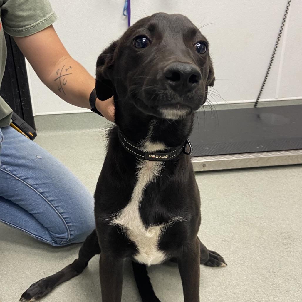 Humane Society Near Me - Find Paw Pal