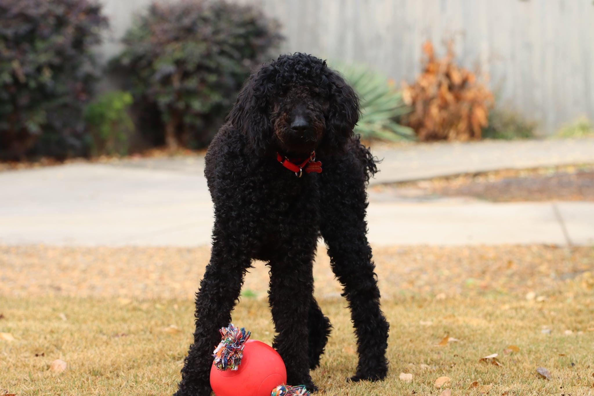 Adopt Molly (GREAT Family Dog) Today - Find Paw Pal