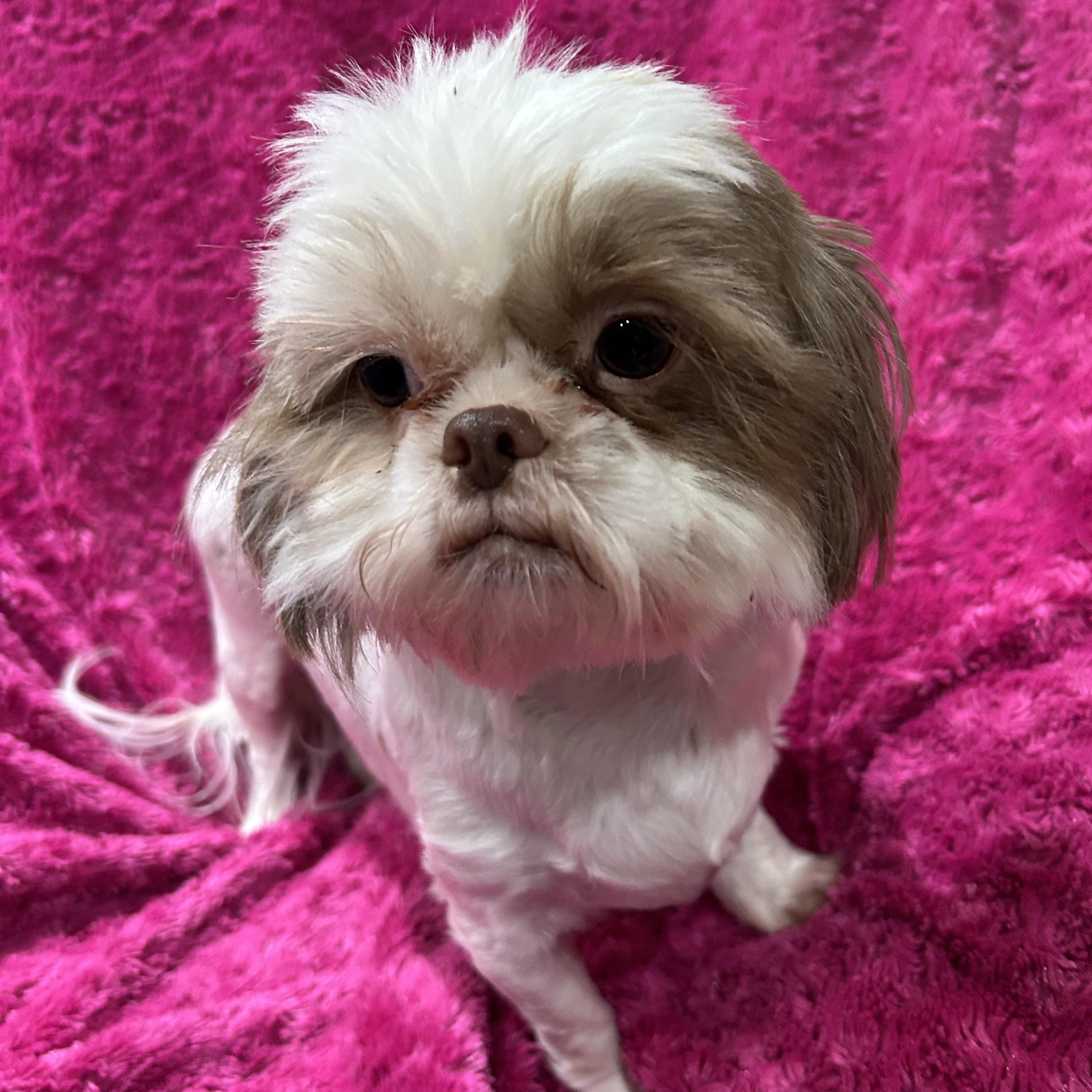 Adopt Annie Shih Tzu (darker brown) Today - Find Paw Pal