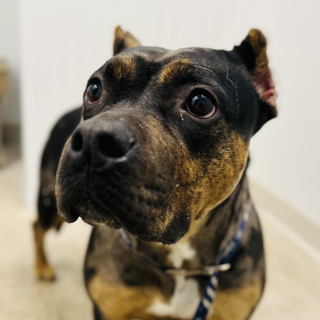 Adopt Reese Today - Find Paw Pal