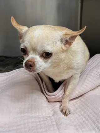 Adopt Bento Today - Find Paw Pal