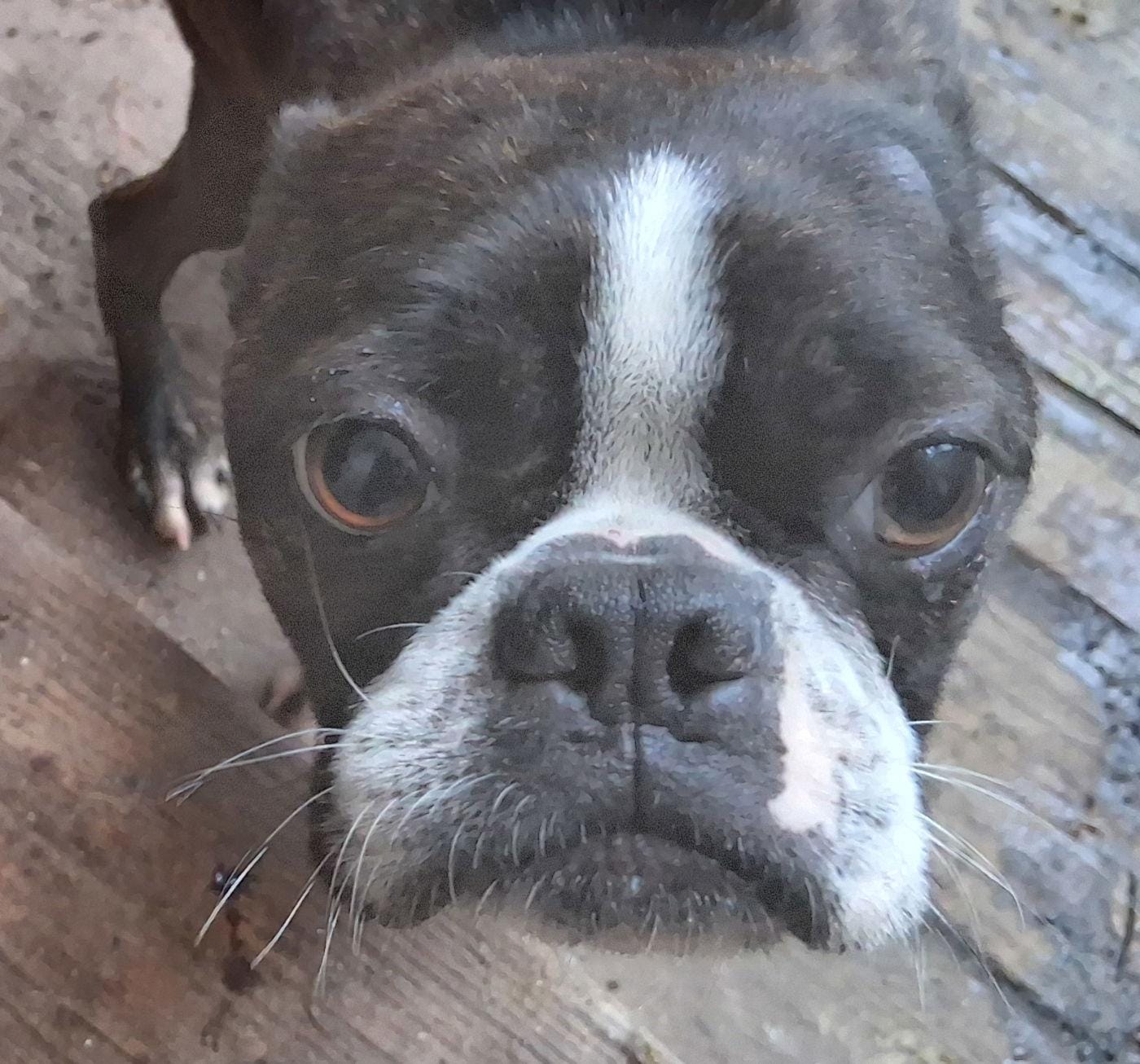 Adopt Humphrey Today - Find Paw Pal