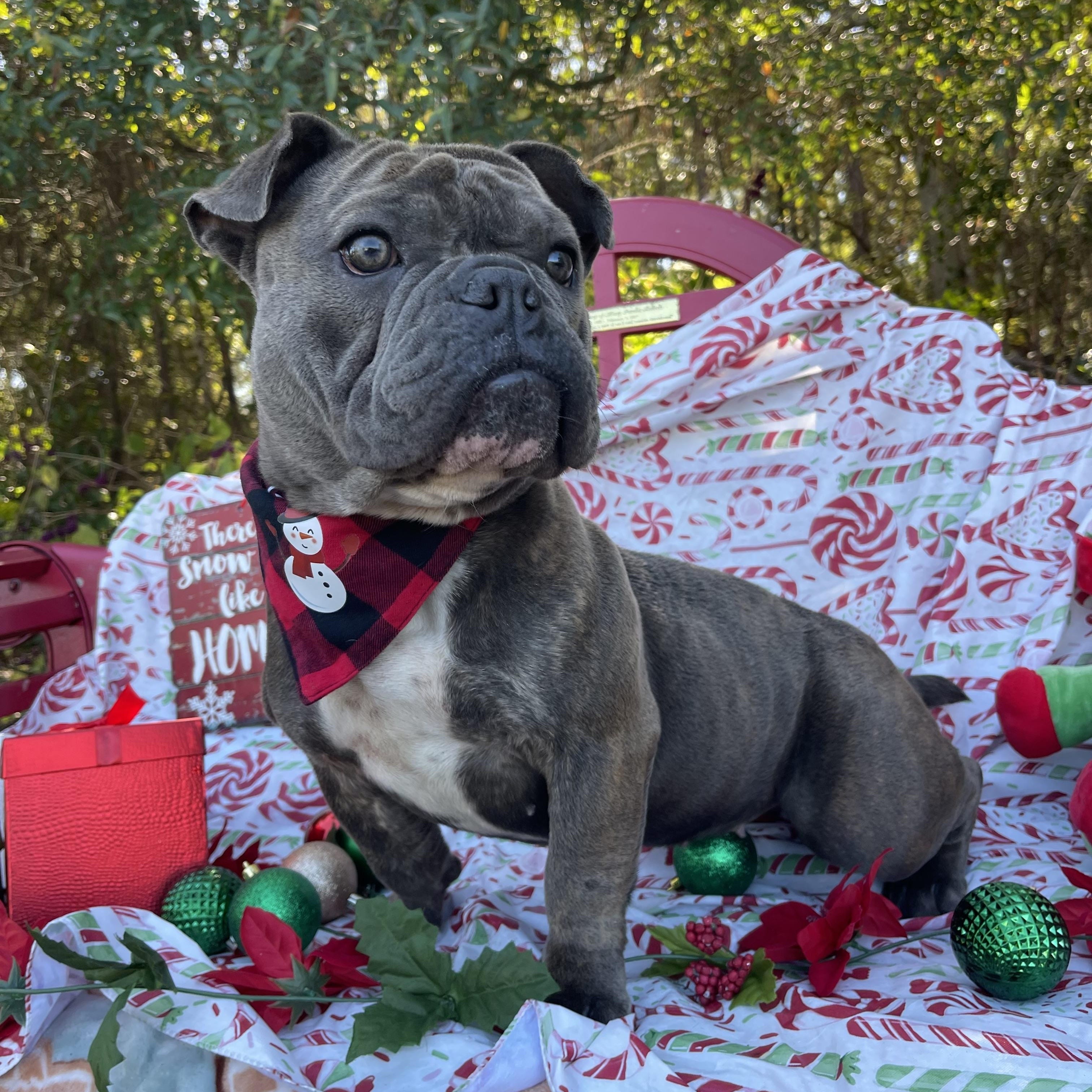 Adopt Fern Today - Find Paw Pal
