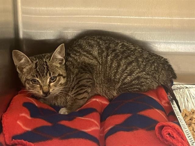 Adopt BONNIE Today - Find Paw Pal