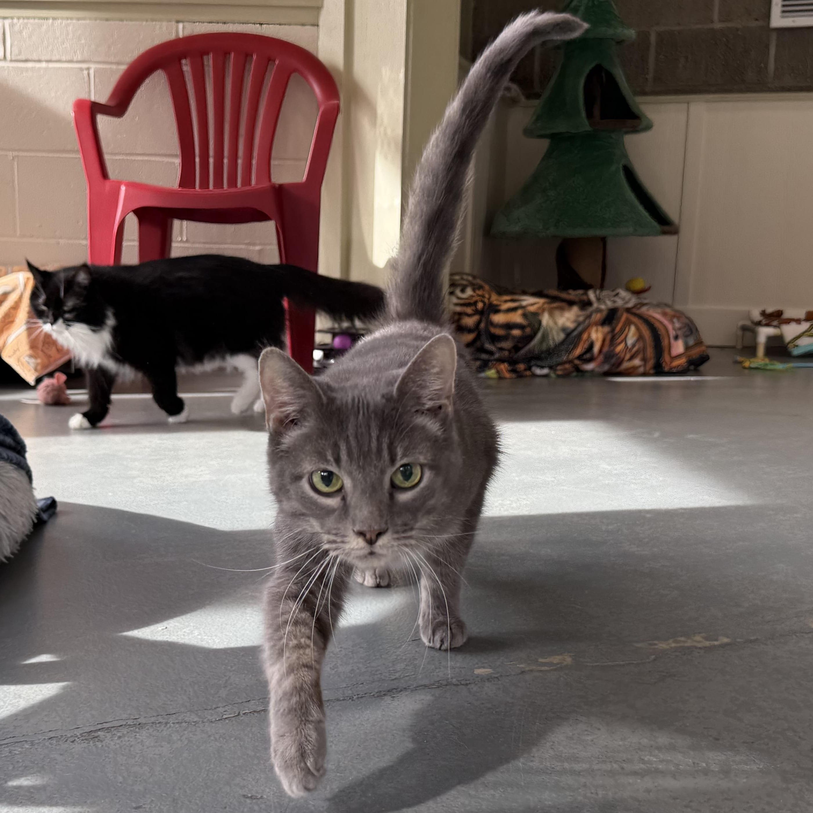 Adopt Howard Today - Find Paw Pal