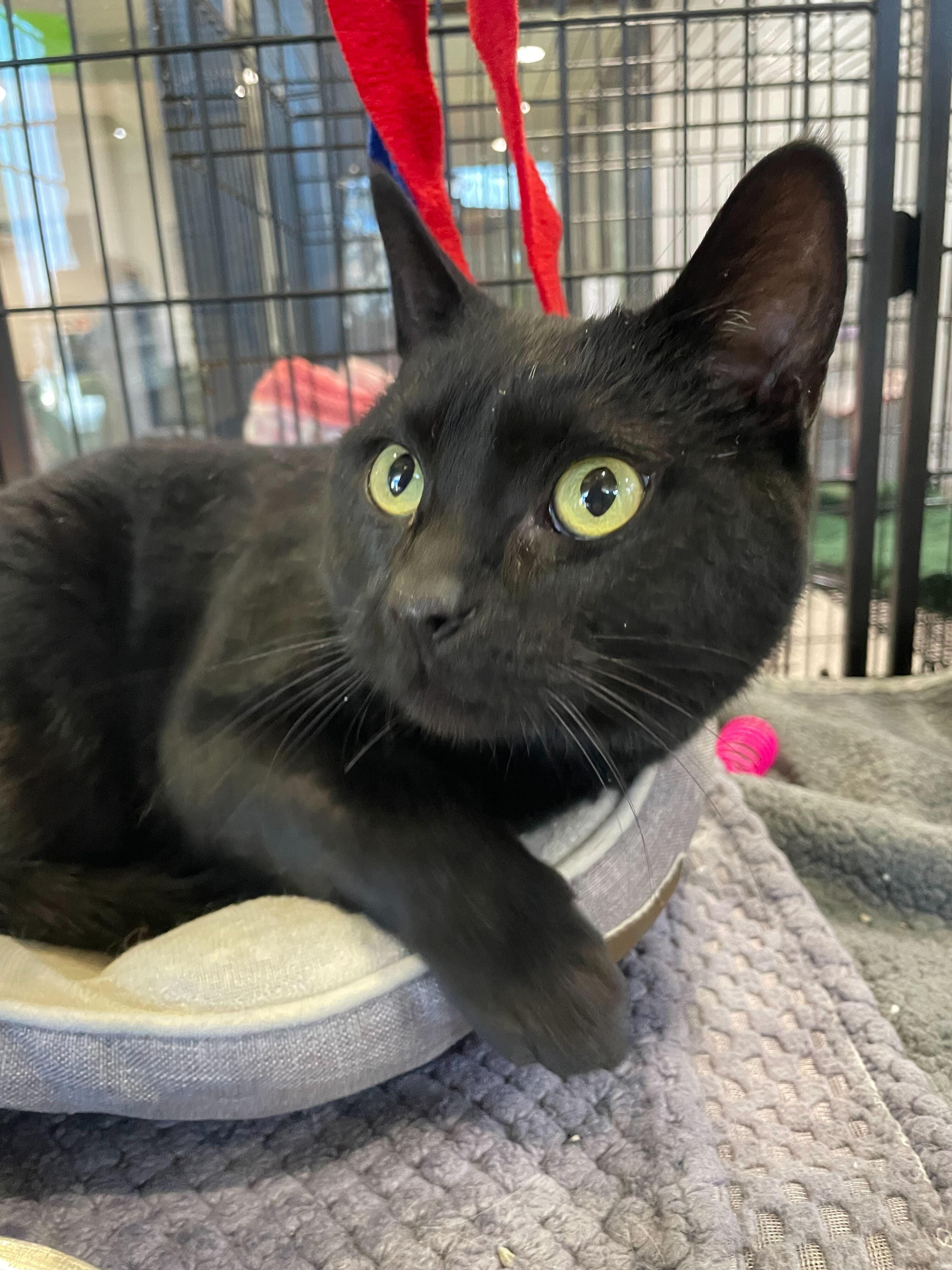 Humane Society Near Me - Find Paw Pal