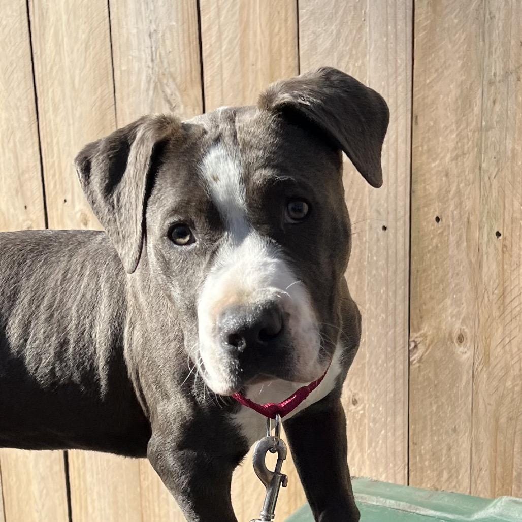 Adopt 3 Today - Find Paw Pal