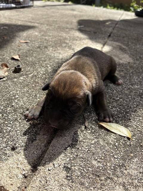 Adopt Rosalie Today - Find Paw Pal