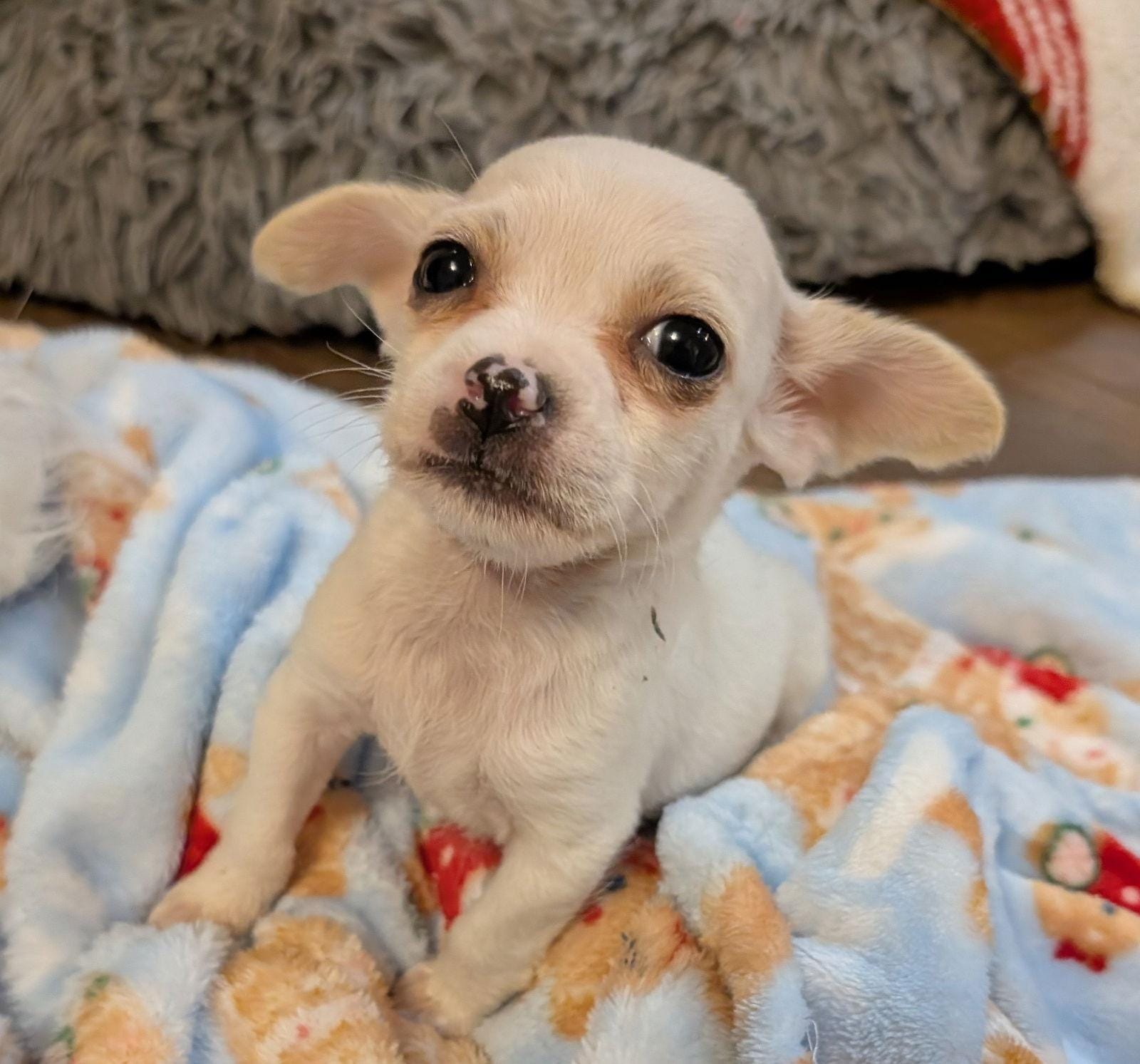 Adopt TRUFFLE Today - Find Paw Pal