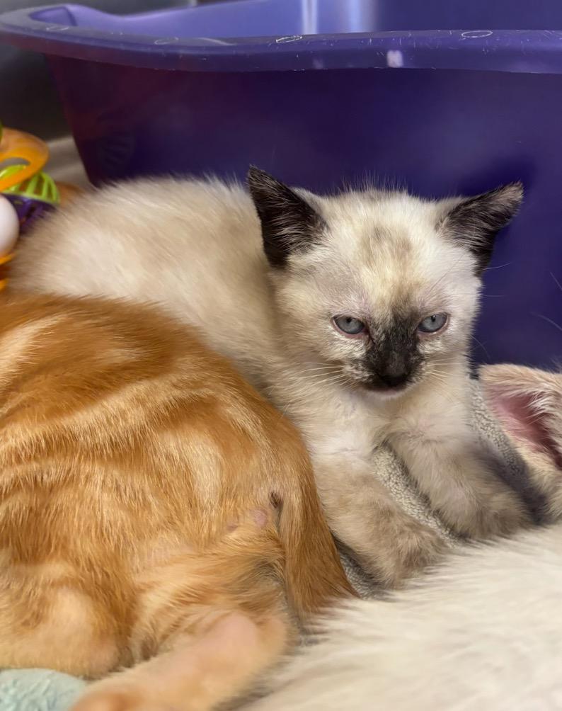 Adopt Mitzi Today - Find Paw Pal