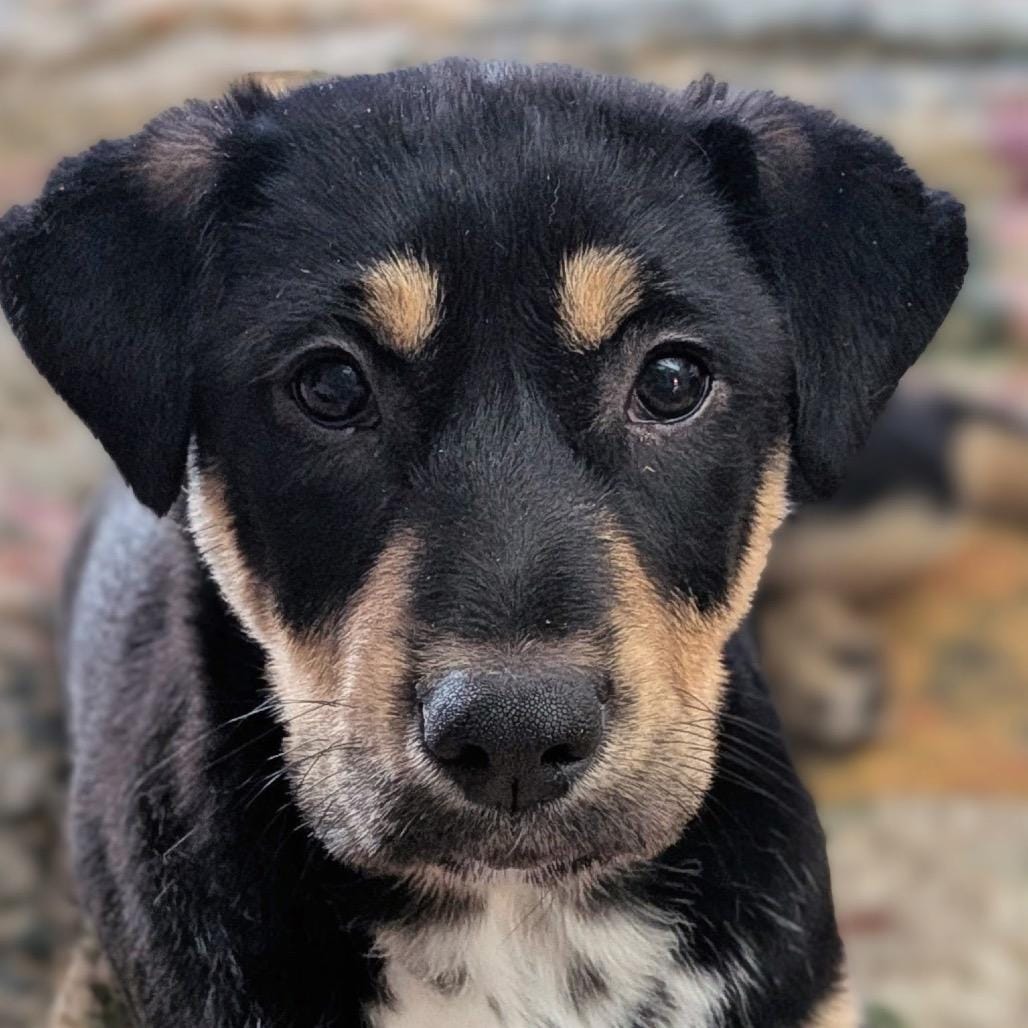 Dog Pounds Near Me - Find Paw Pal