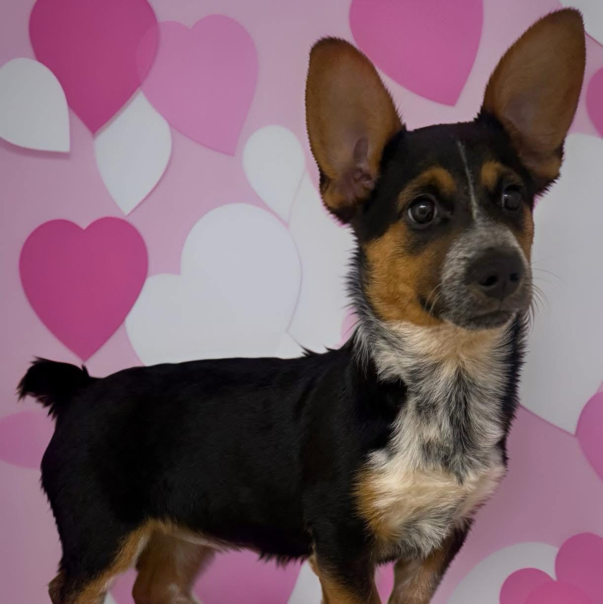 Adopt Gretel Today - Find Paw Pal