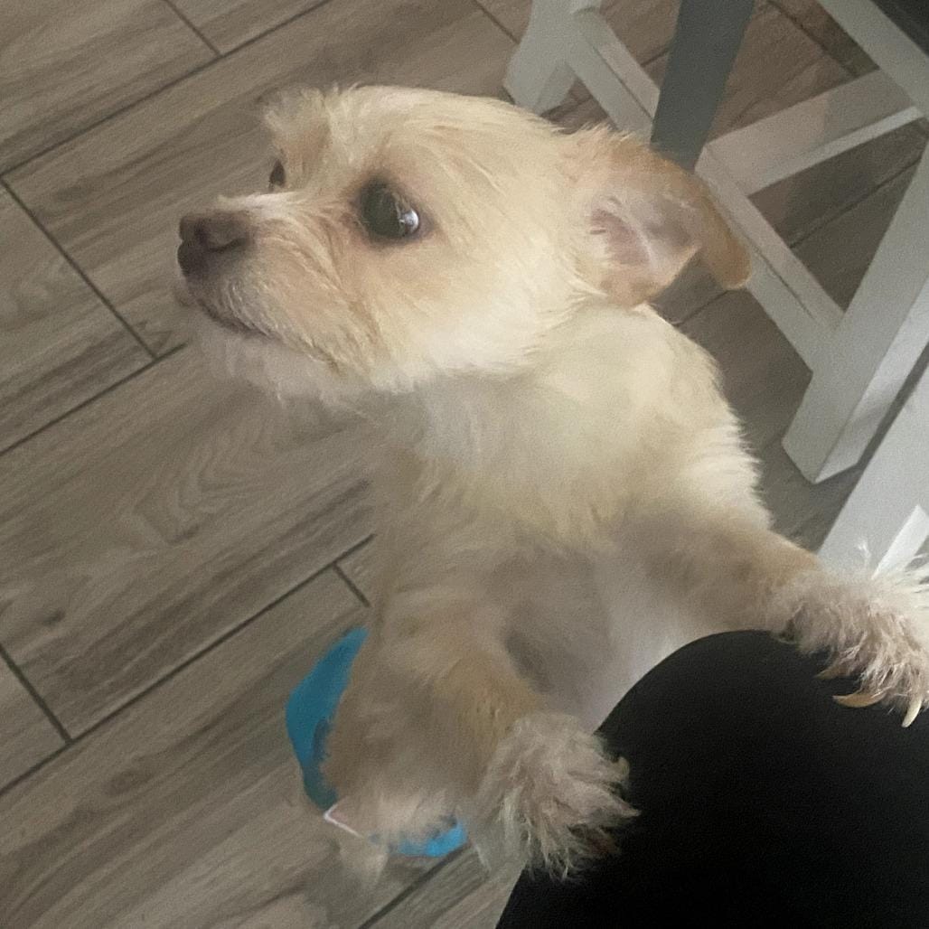 Adopt GiGi Today - Find Paw Pal