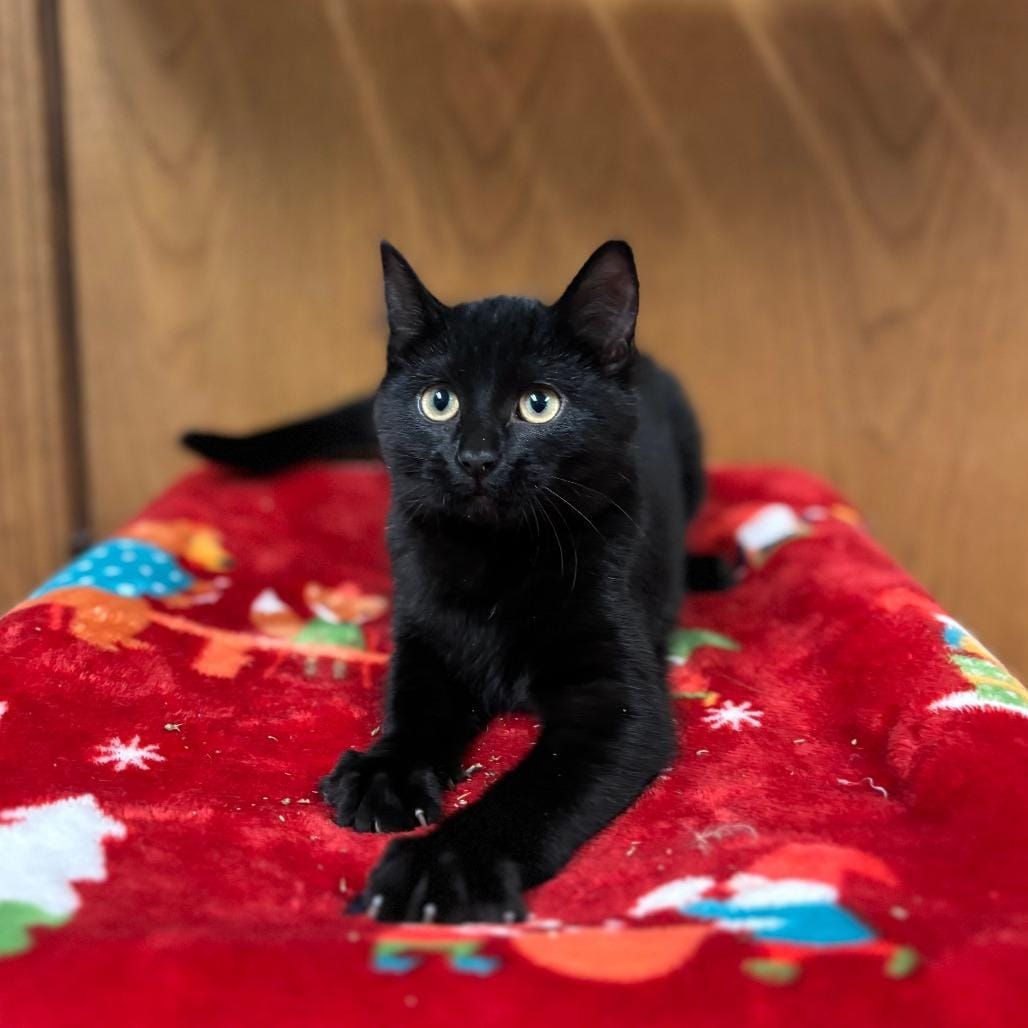 Adopt Necco Wafer--In Foster Today - Find Paw Pal
