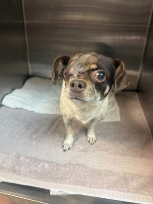 Adopt Duke Today - Find Paw Pal