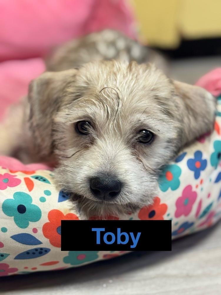 Adopt Toby Today - Find Paw Pal