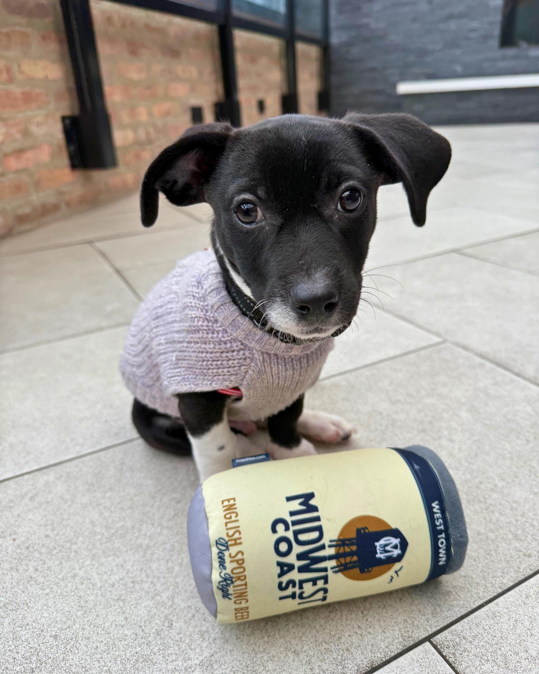 Adopt Twix- sweet as candy puppy Today - Find Paw Pal