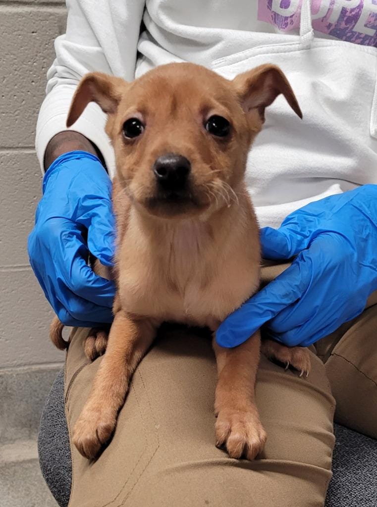Adopt Red Today - Find Paw Pal