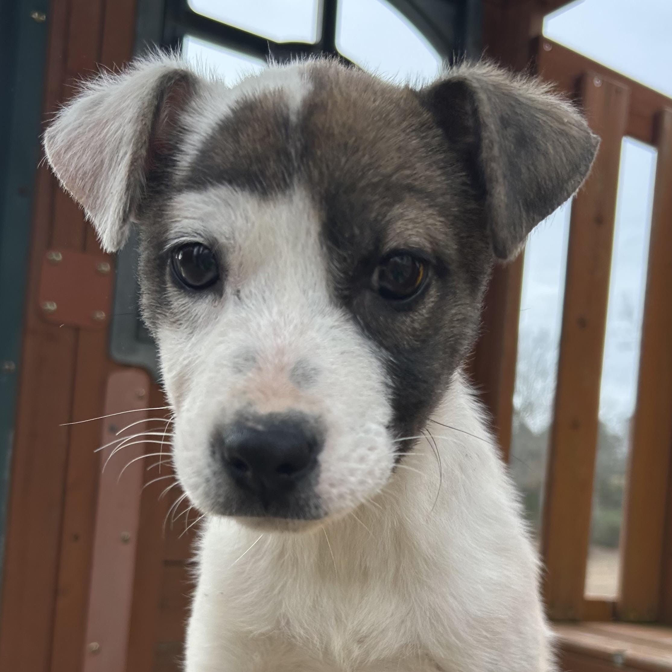 Adopt Choo Today - Find Paw Pal