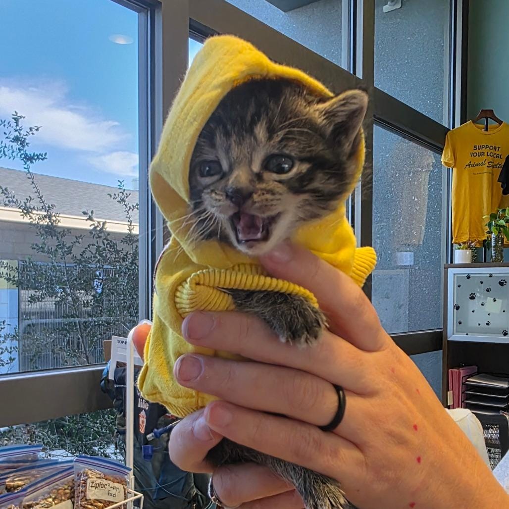 SPCA Near Me - Find Paw Pal