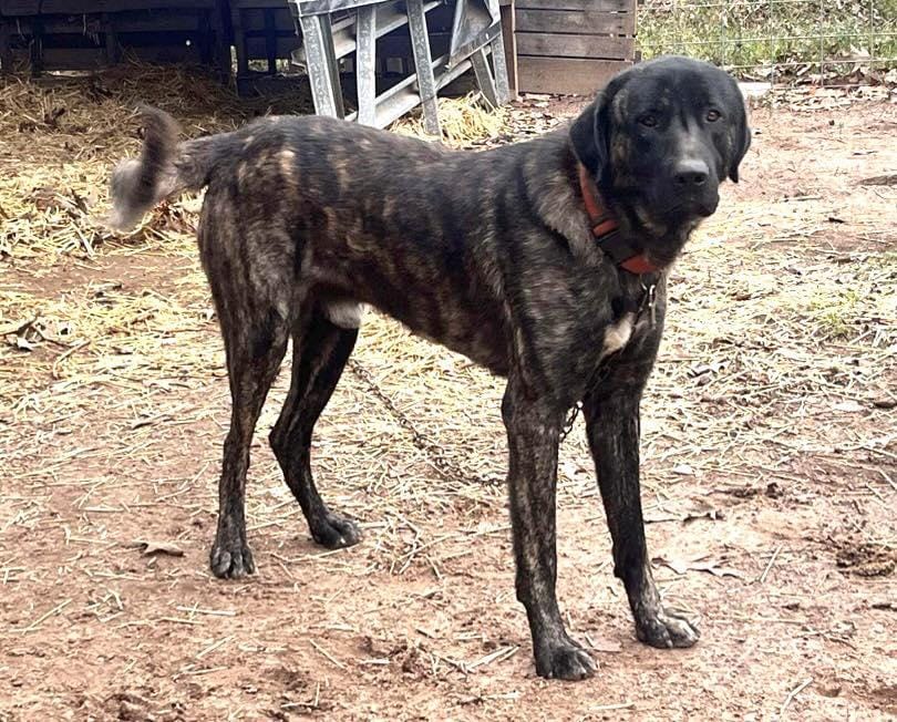 Adopt MEGATRON Today - Find Paw Pal