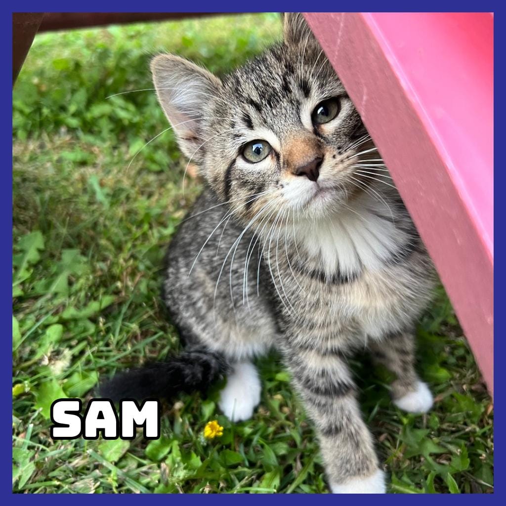 Adopt Sam Today - Find Paw Pal
