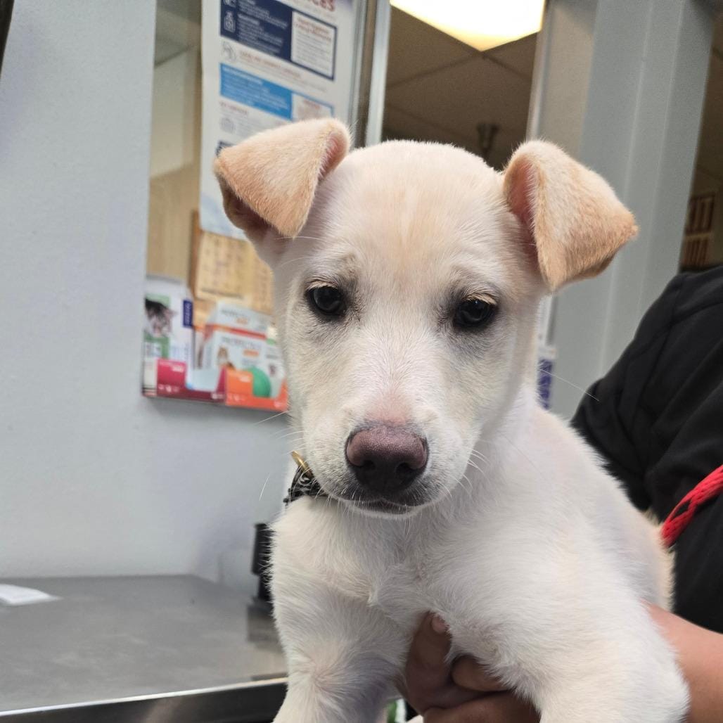 Adopt REMI Today - Find Paw Pal