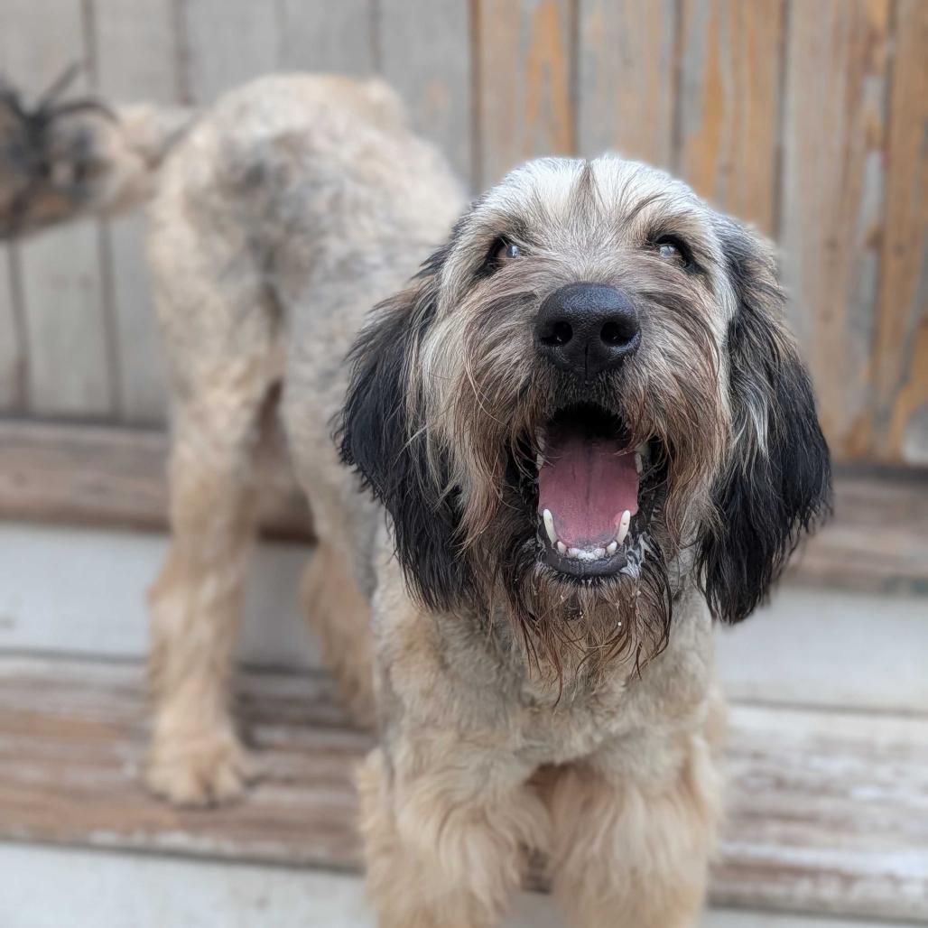 Adopt Archie Today - Find Paw Pal