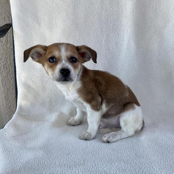 Adopt Catfish Poboy Today - Find Paw Pal