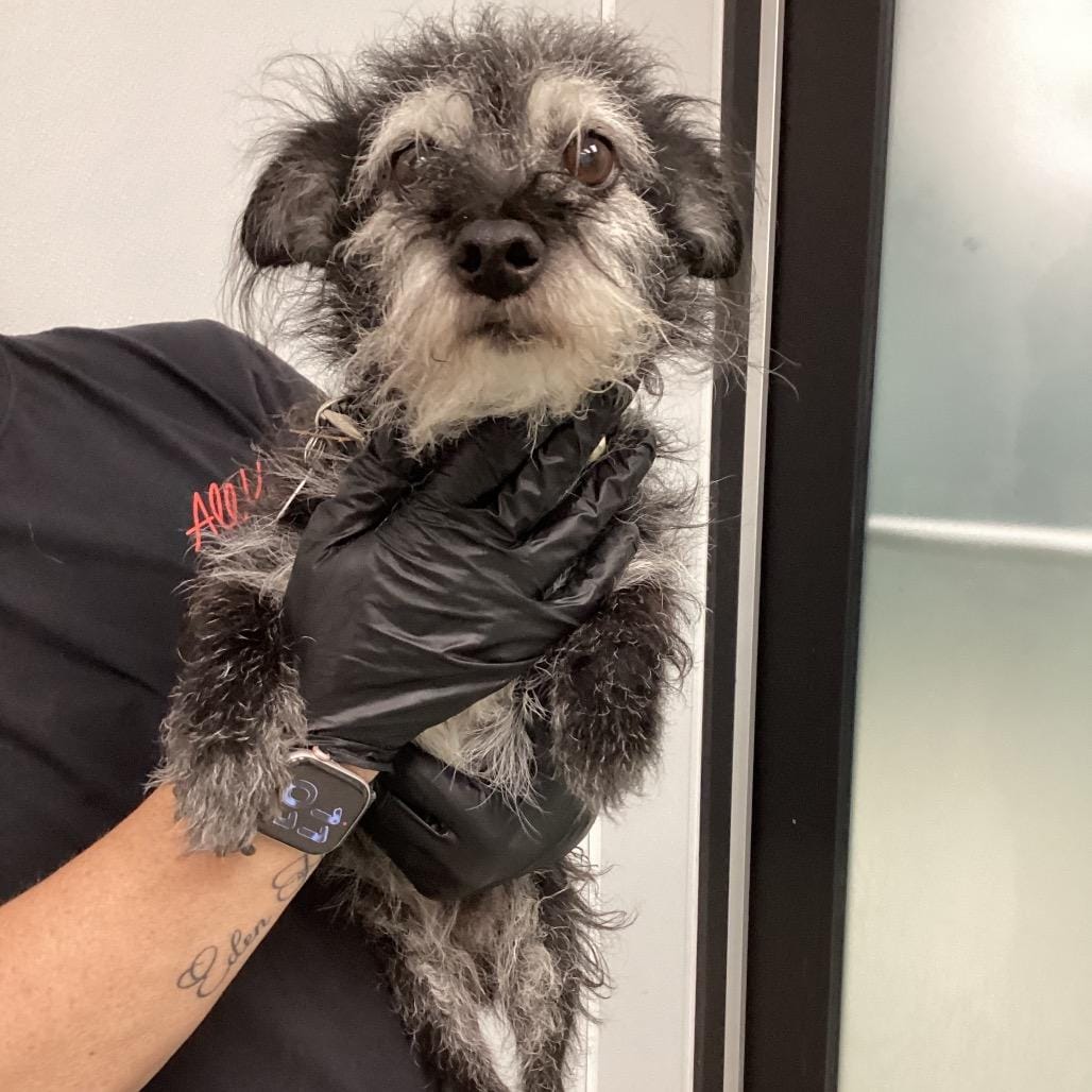 Dog Pounds Near Me - Find Paw Pal