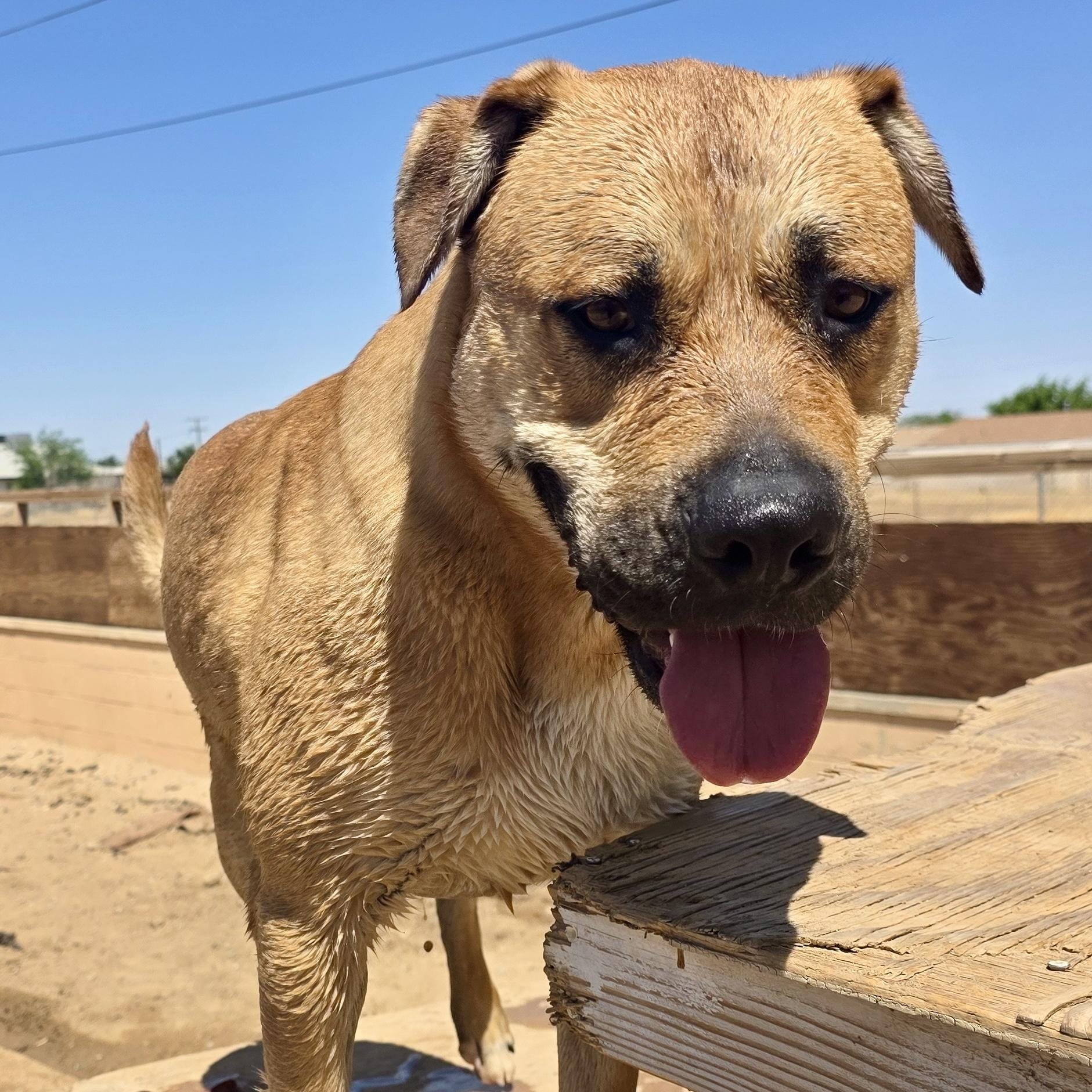 Adopt Pixie Today - Find Paw Pal