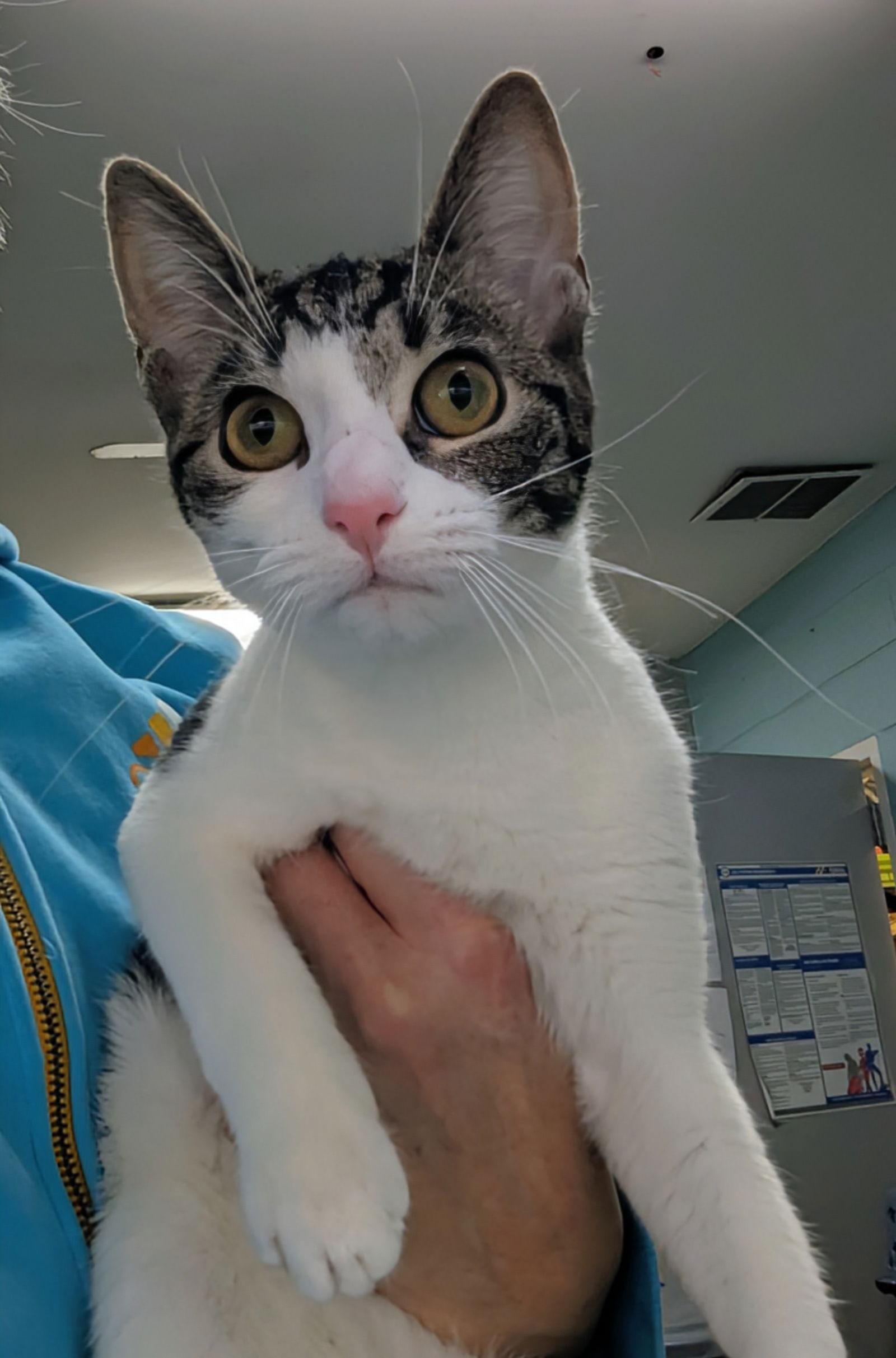 Adopt Sissy Today - Find Paw Pal