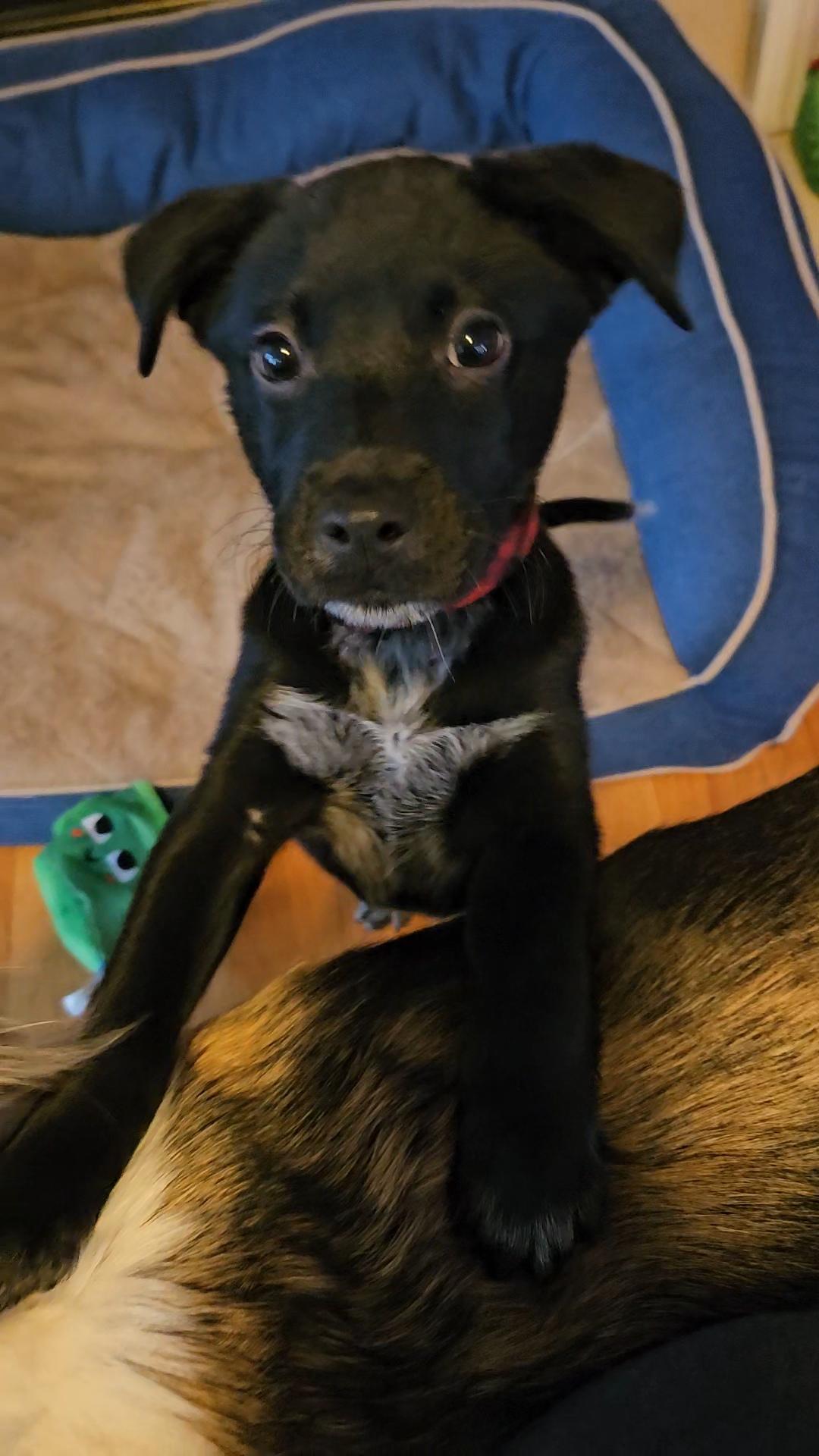 Adopt 7 Today - Find Paw Pal