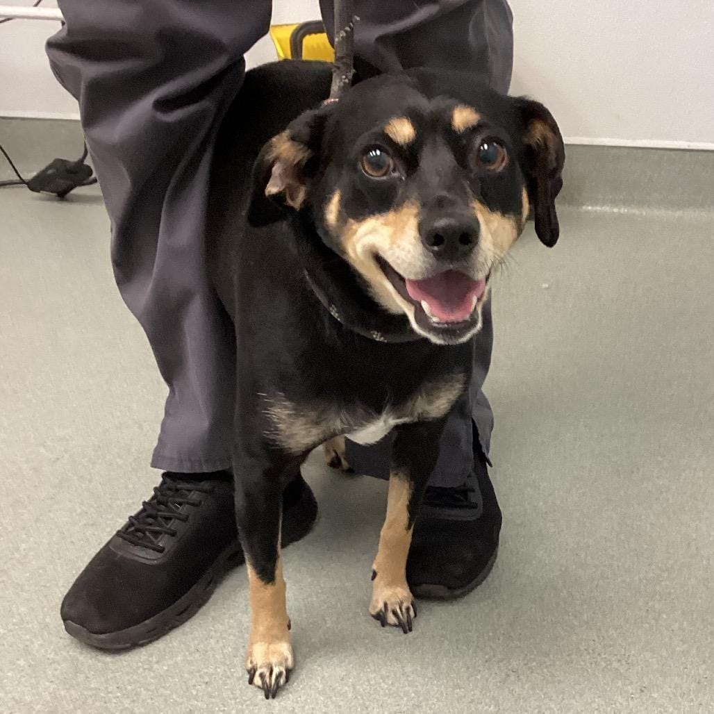 Adopt Gus Today - Find Paw Pal