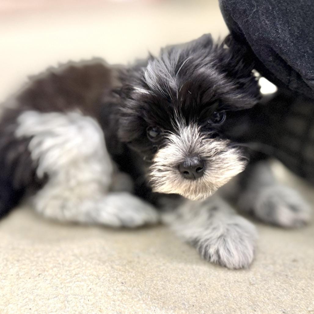 Adopt Ringo Today - Find Paw Pal