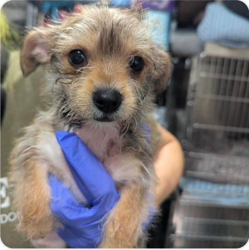 Adopt Jennifer Today - Find Paw Pal