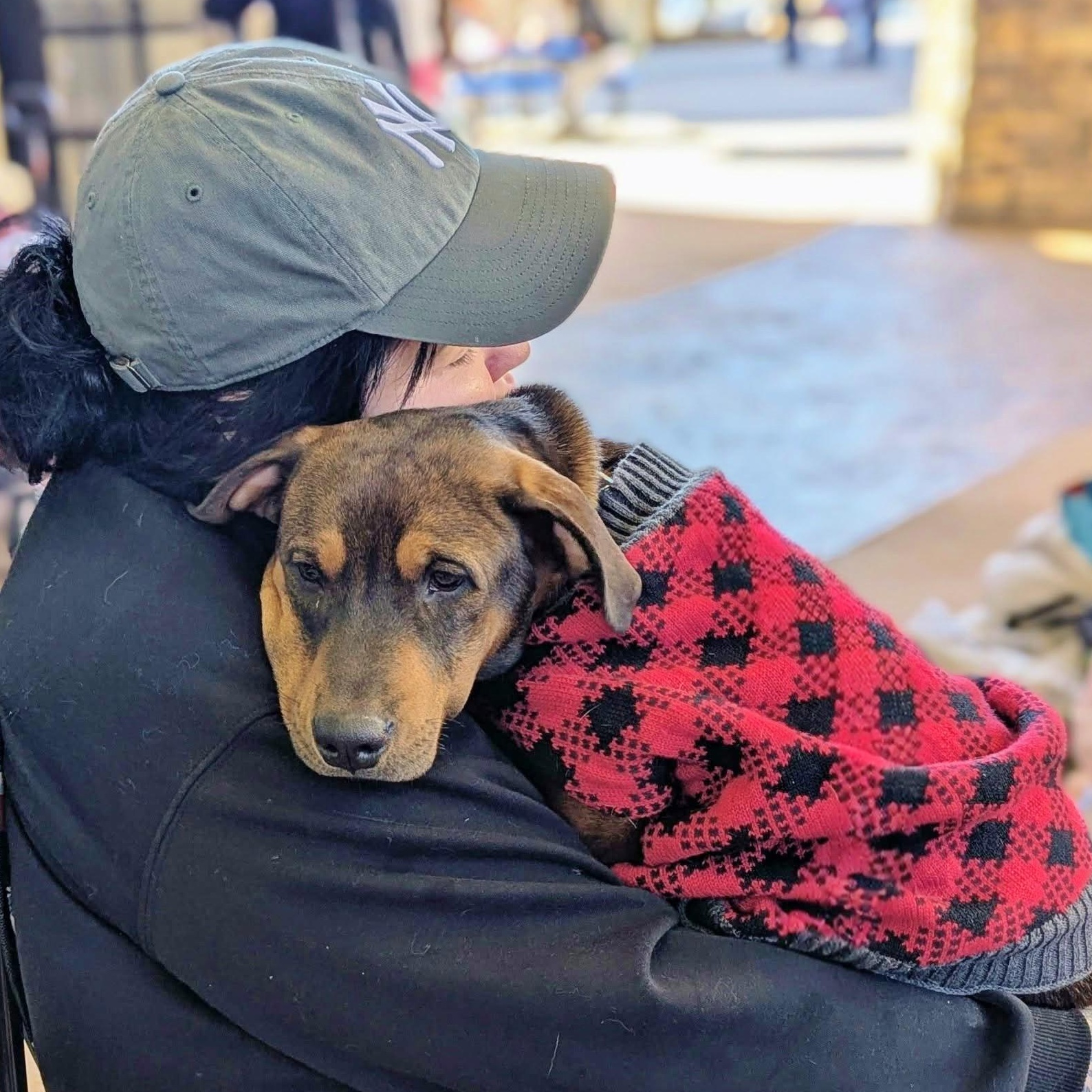 Adopt Emmit Today - Find Paw Pal