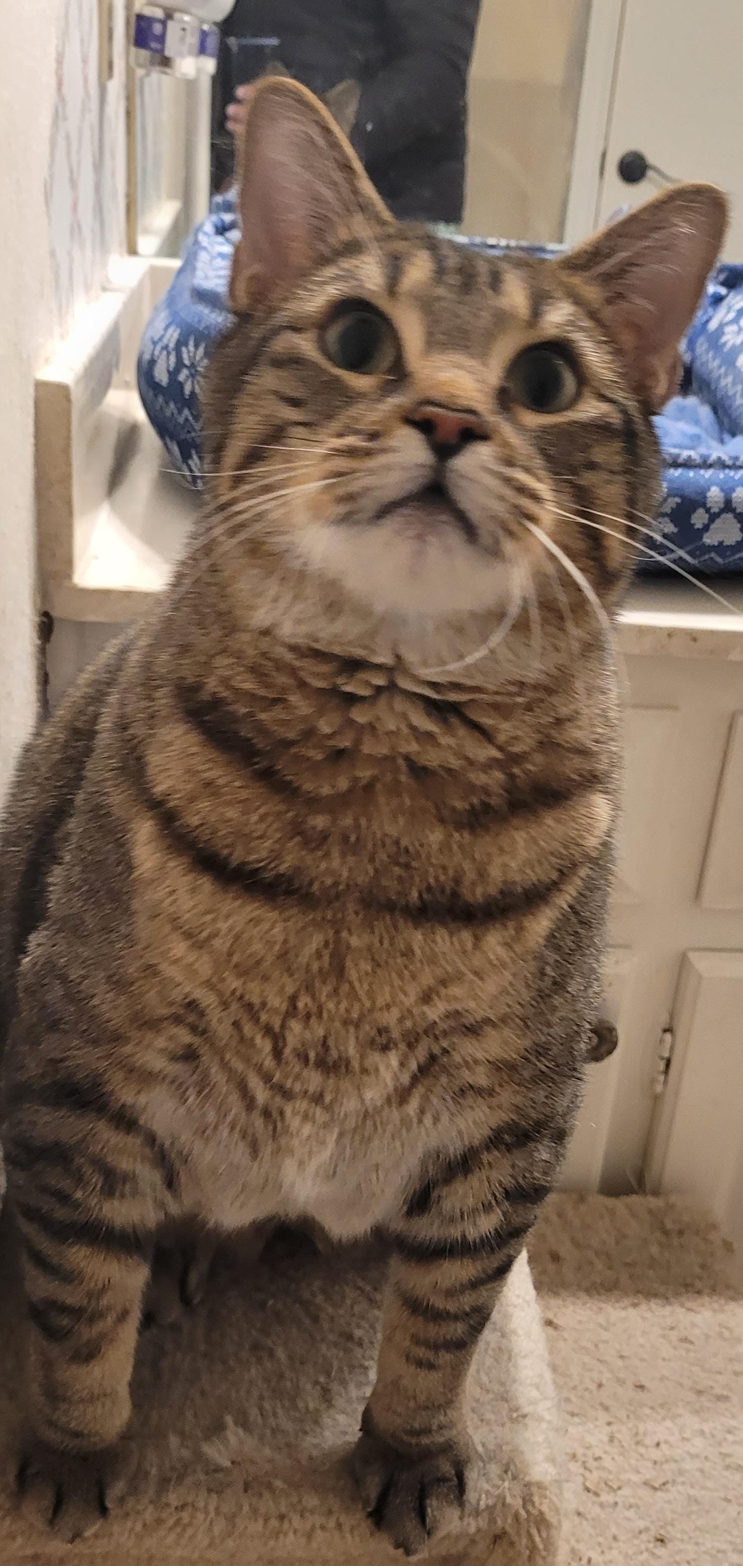 Adopt Dominic Today - Find Paw Pal