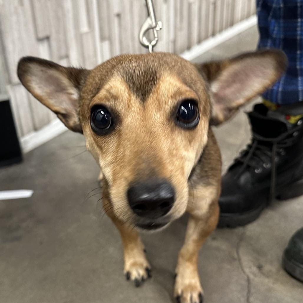 Adopt the Ideal Dog Near You - Find Paw Pal