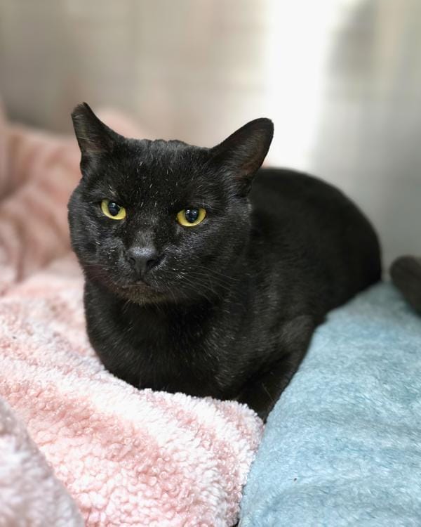 Adopt Hope Today - Find Paw Pal