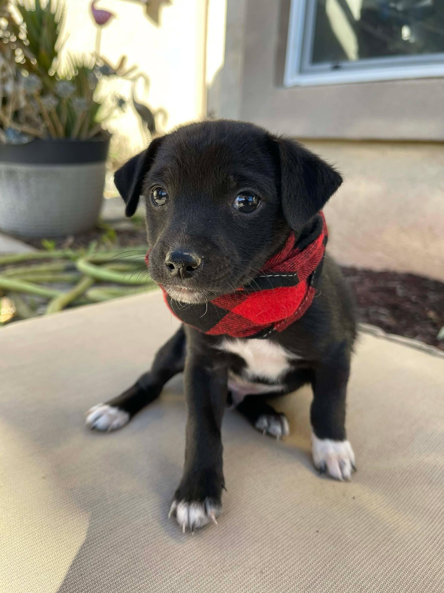 Adopt 61 (2026) Pocoyo Today - Find Paw Pal